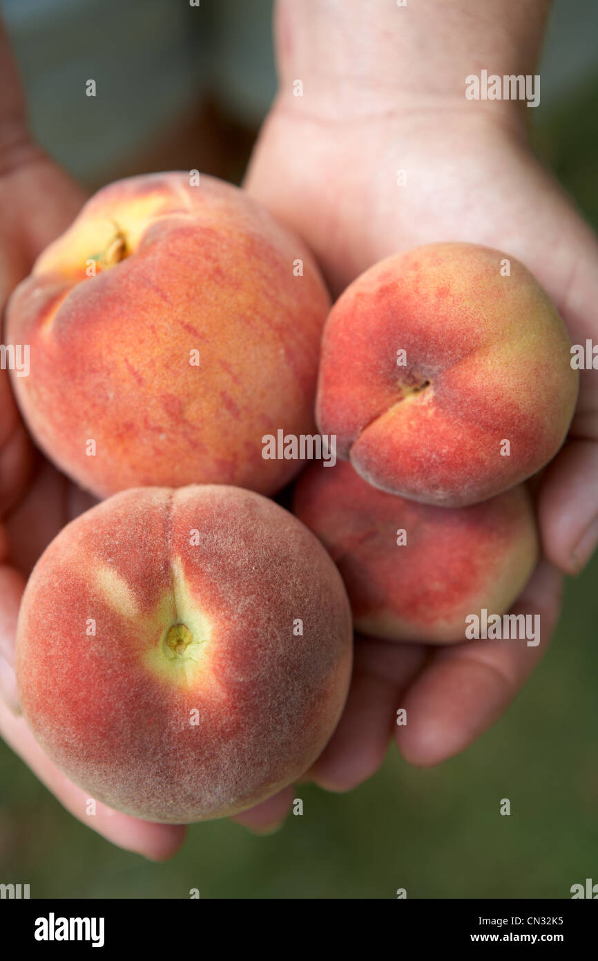 Person holding fresh peaches Stock Photo - Alamy