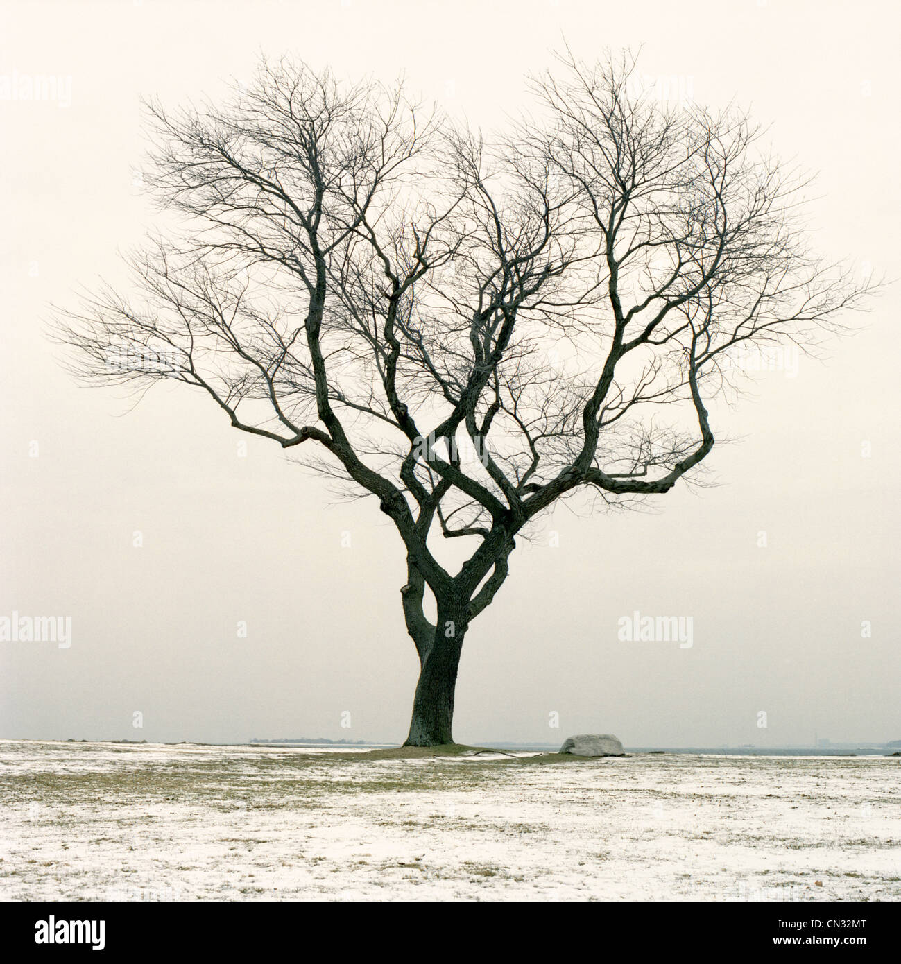 Bare tree in snow Stock Photo - Alamy