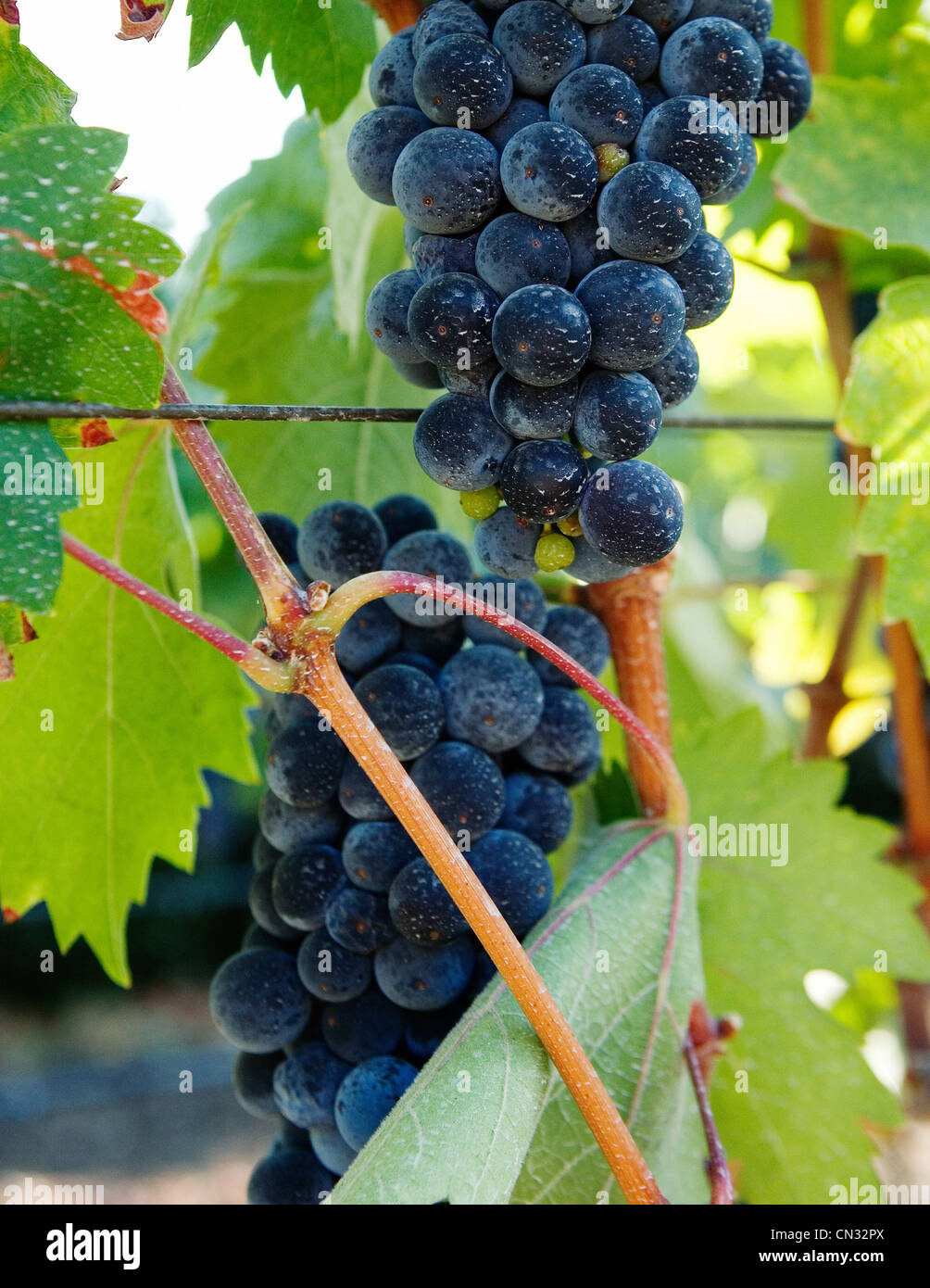 Zinfandel hi-res stock photography and images - Alamy