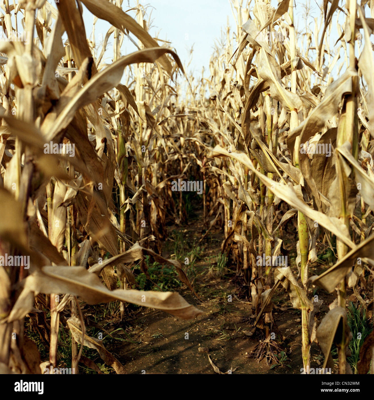Corn field diminishing perspective hi-res stock photography and images ...