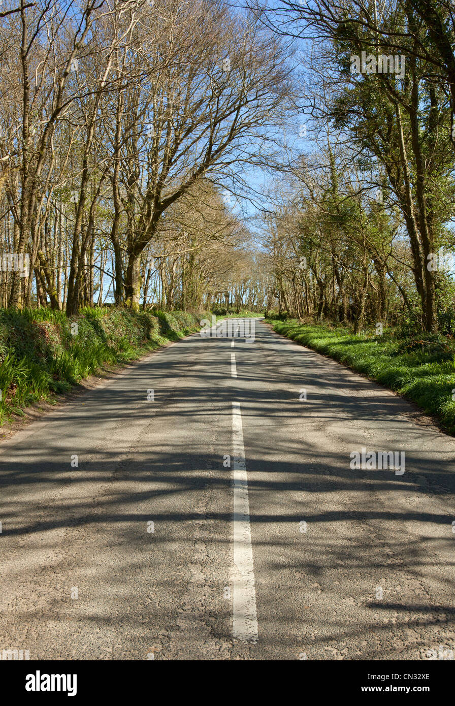 An English country road through trees, the B3315 in Cornwall UK Stock ...