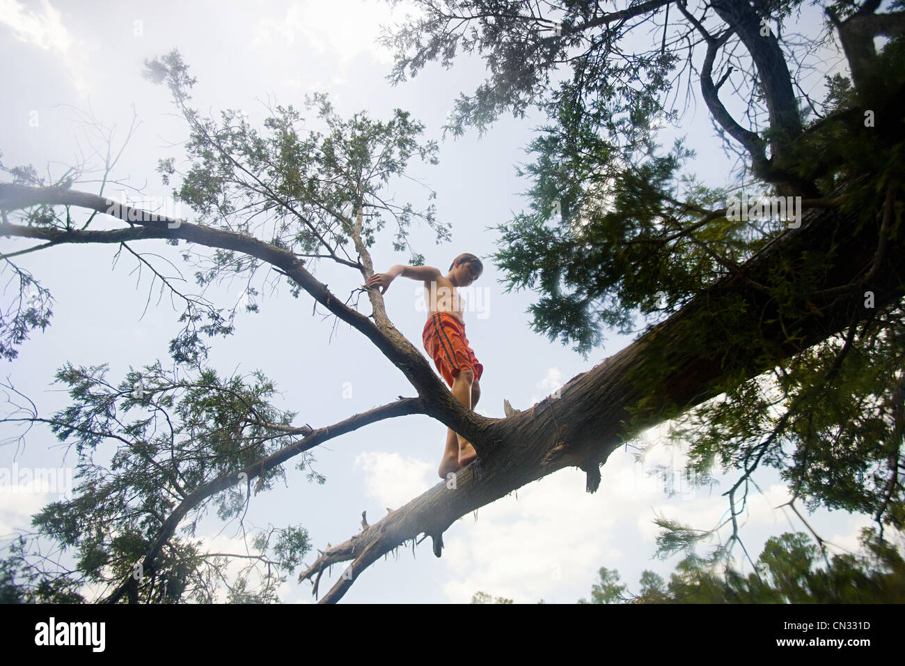 Boy walking along branch of fallen tree Stock Photo - Alamy