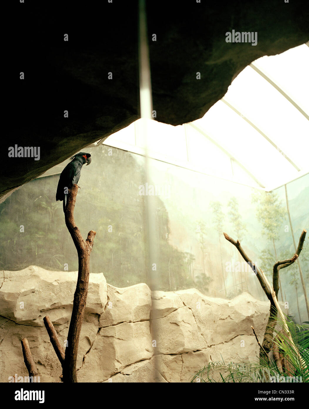 Parrot in zoo hi-res stock photography and images - Alamy