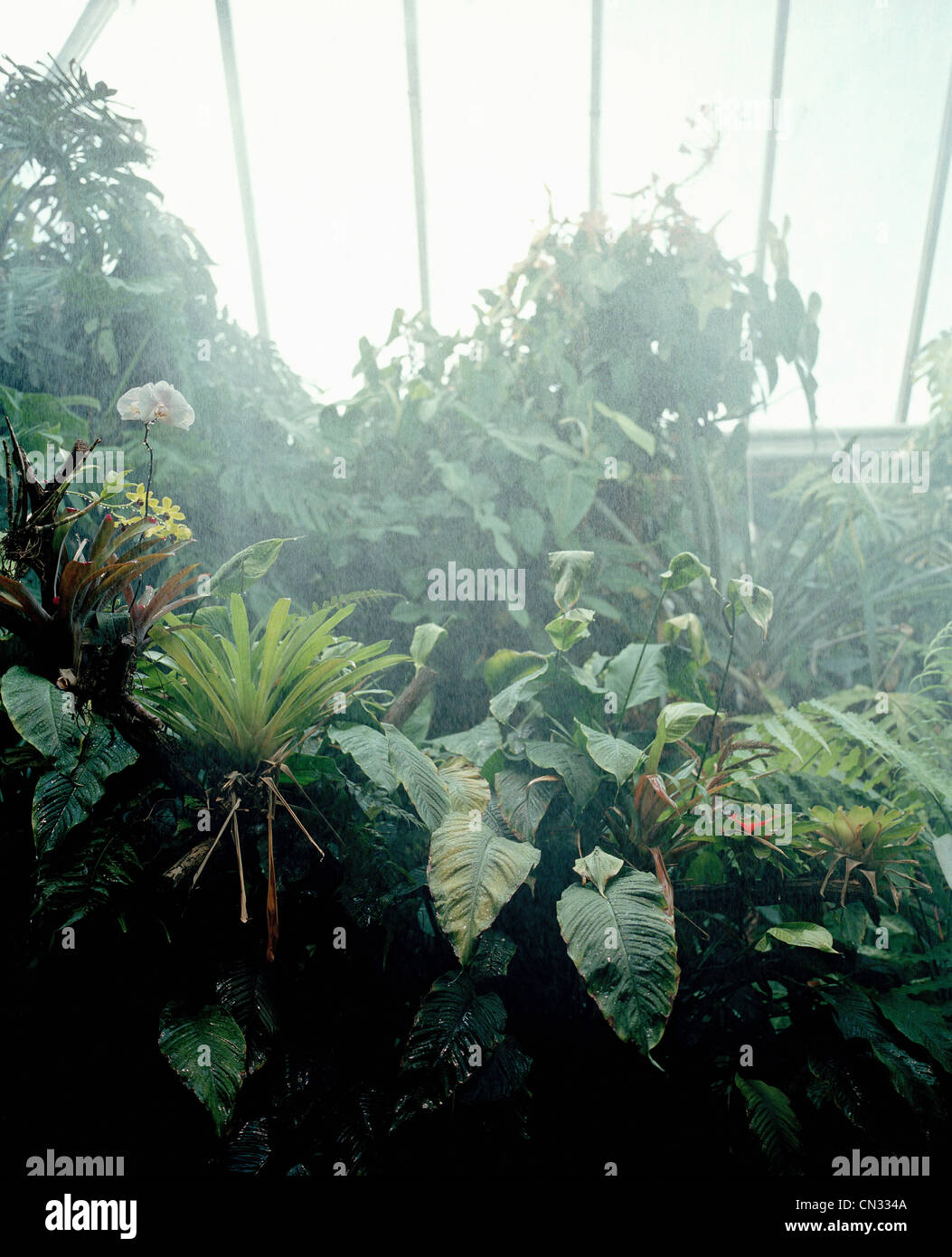 Tropical plants in a zoo Stock Photo - Alamy