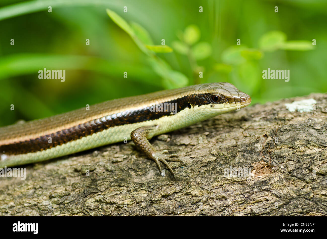 Garden skink hi-res stock photography and images - Alamy