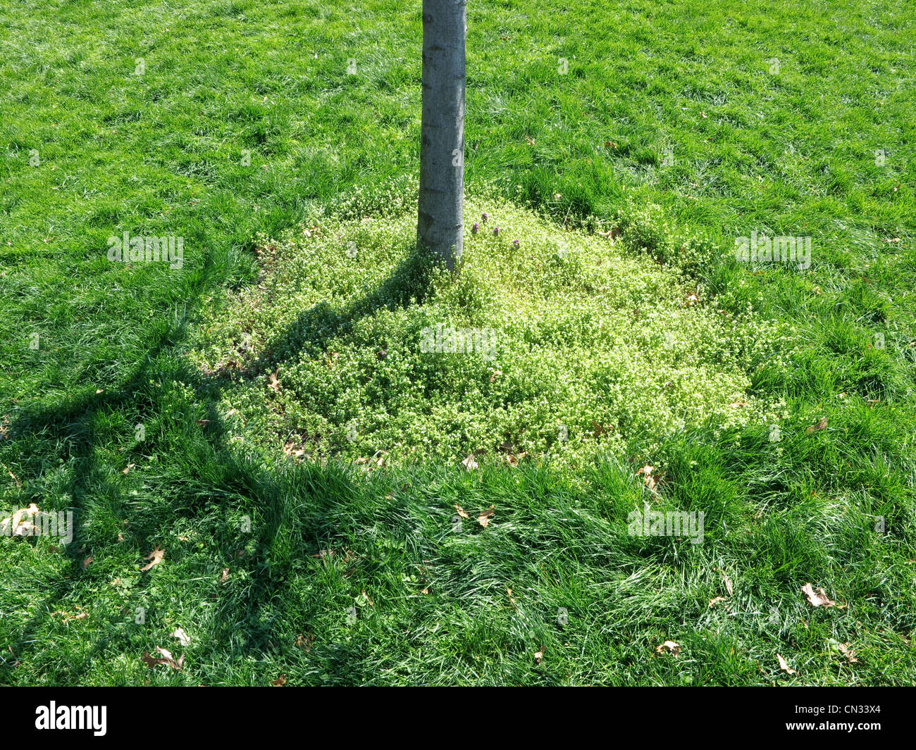 One tree in grass hi-res stock photography and images - Alamy