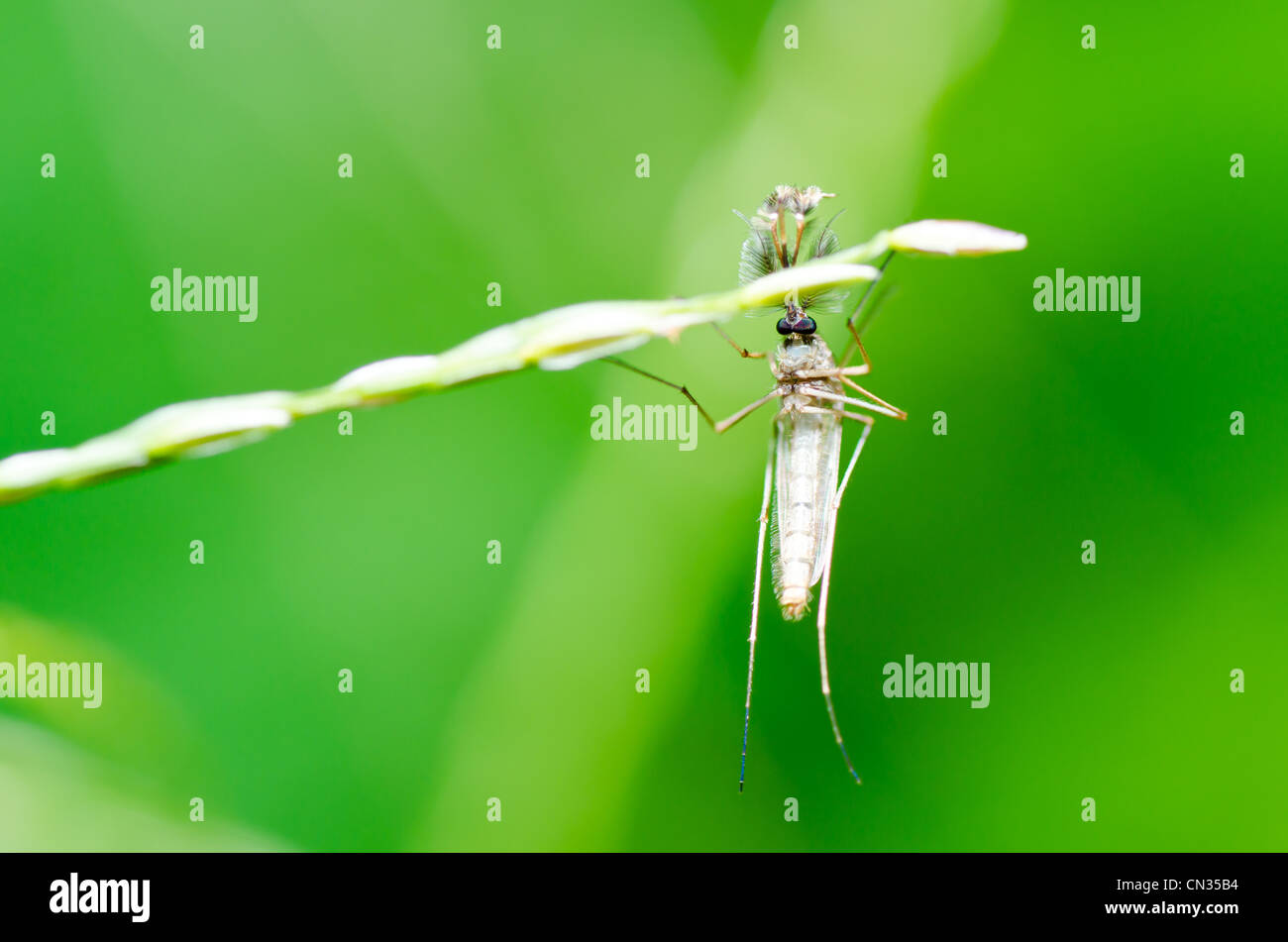 Mosquito children hi-res stock photography and images - Alamy