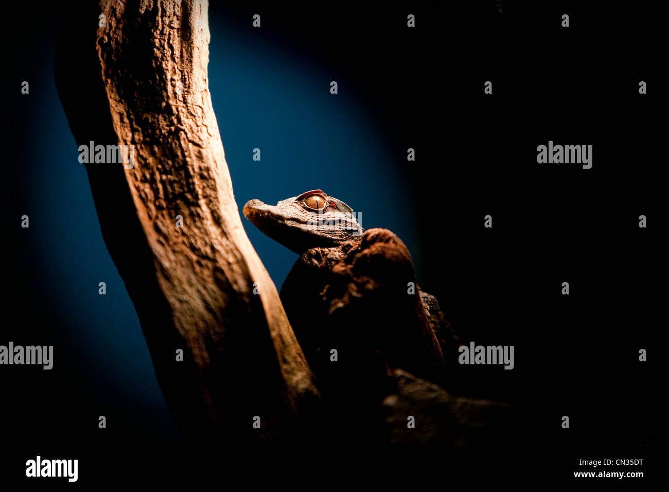 Alligator anatomy hi-res stock photography and images - Alamy