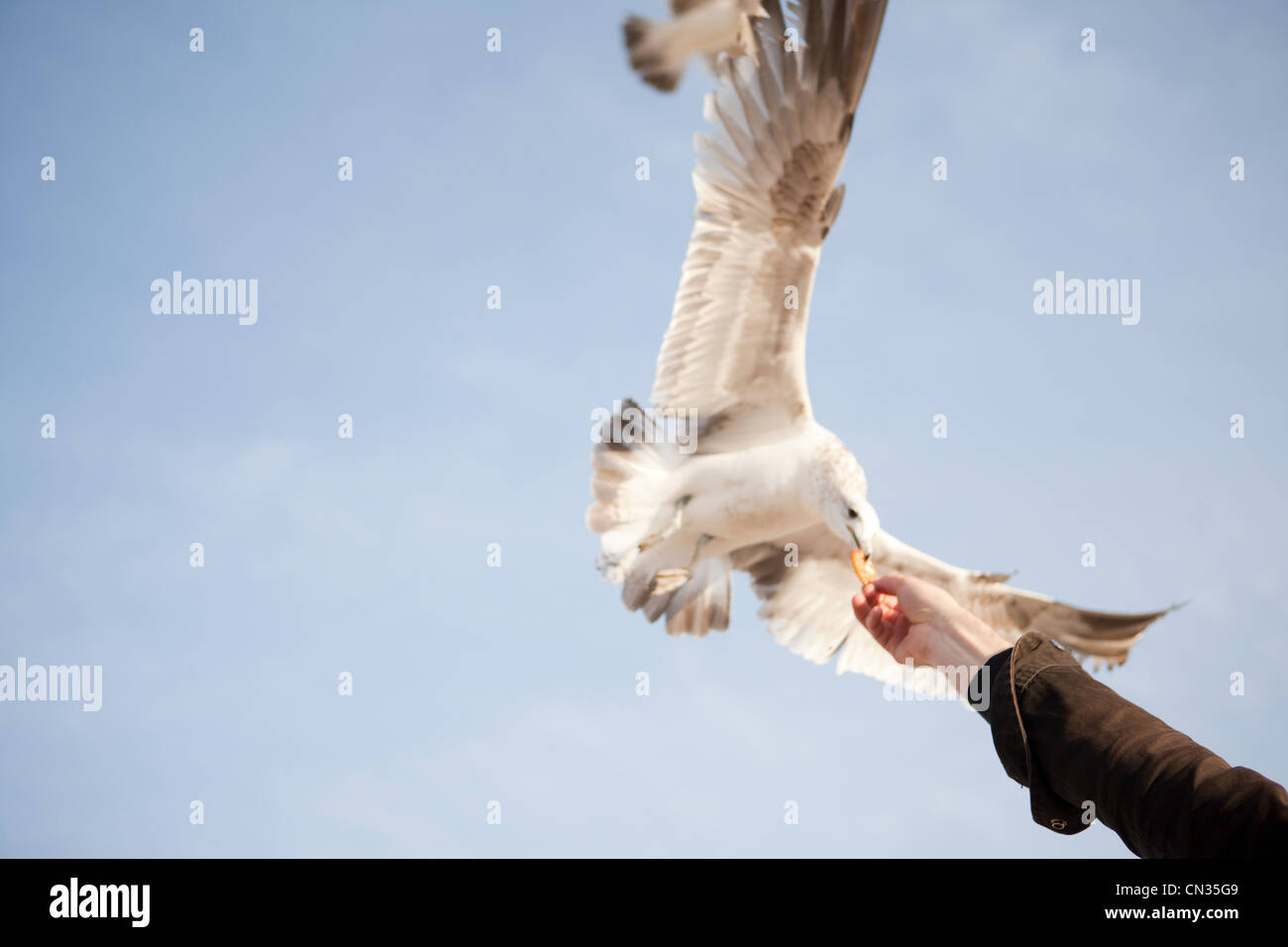 Female herring gull hi-res stock photography and images - Alamy