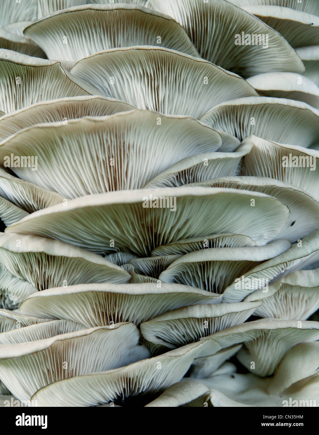 White fungus, close up Stock Photo - Alamy
