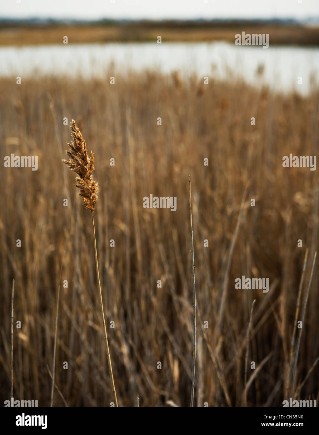 Dry grass, close up Stock Photo - Alamy