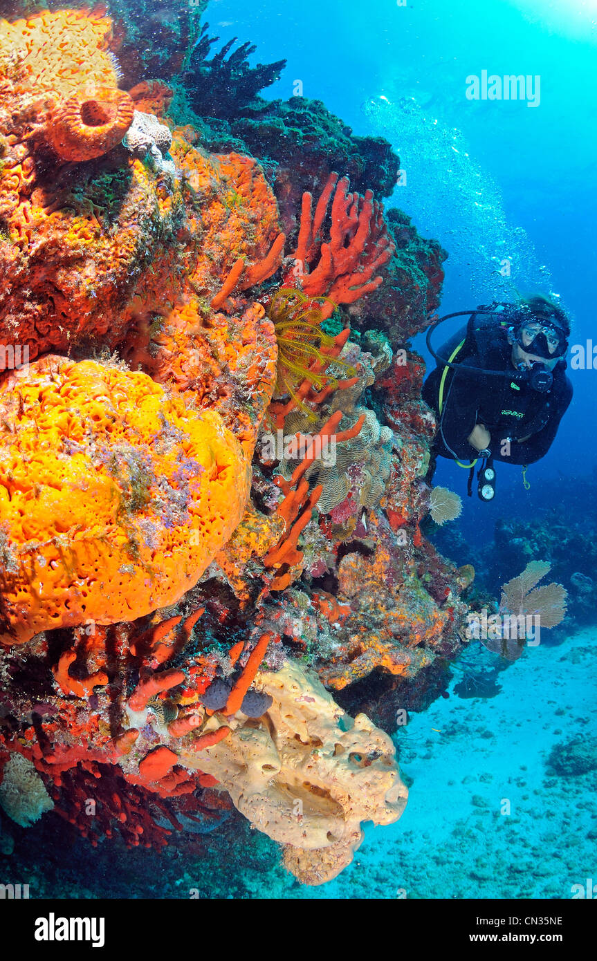 Coral reef mexico hi-res stock photography and images - Alamy