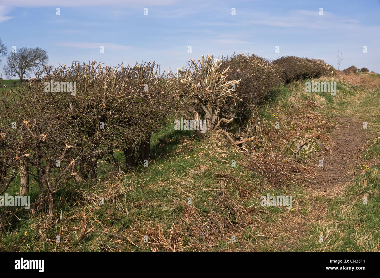 A hedge recently cut with a flail. Pictured in early springtime Stock ...