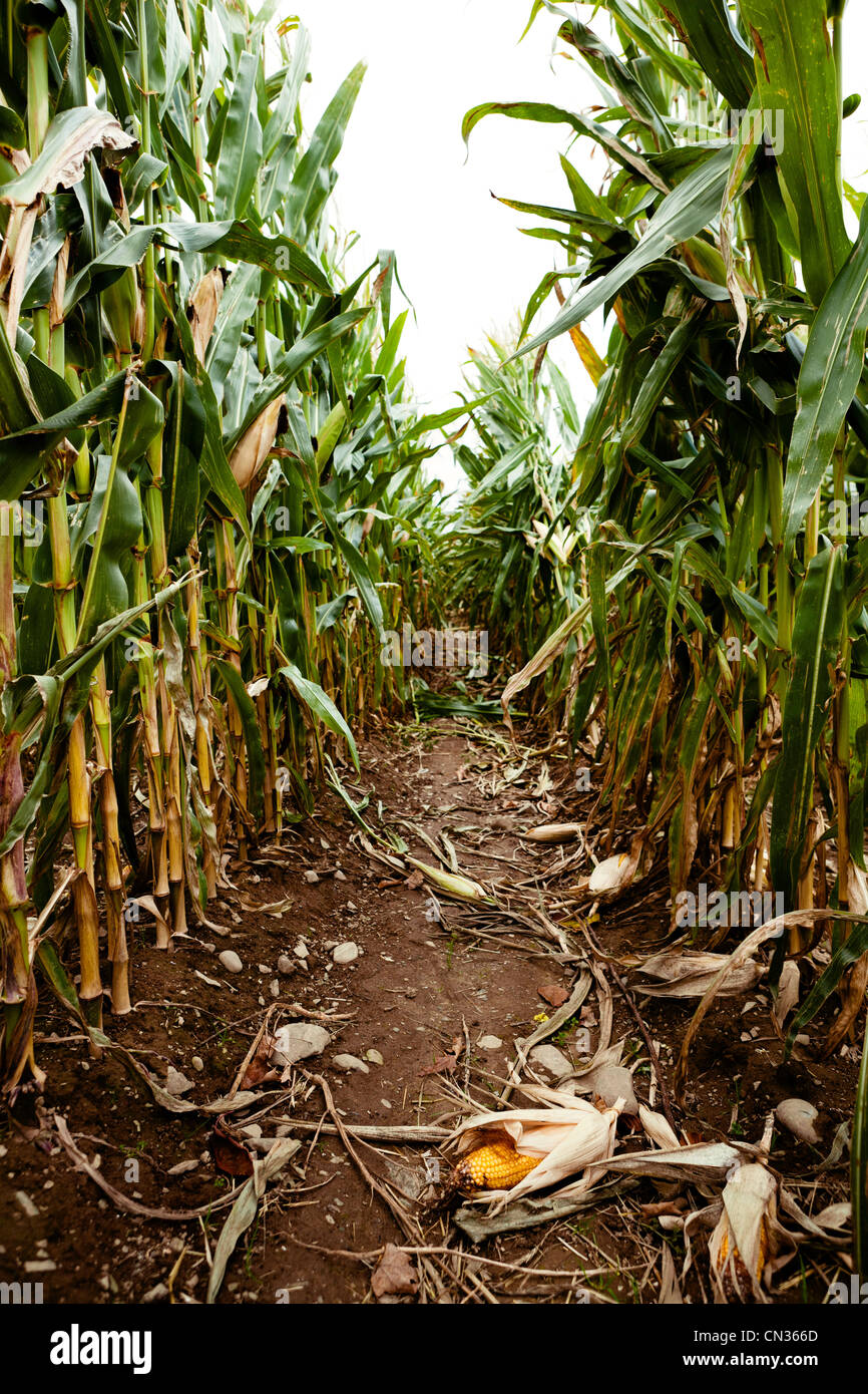 Corn field diminishing perspective hi-res stock photography and images ...