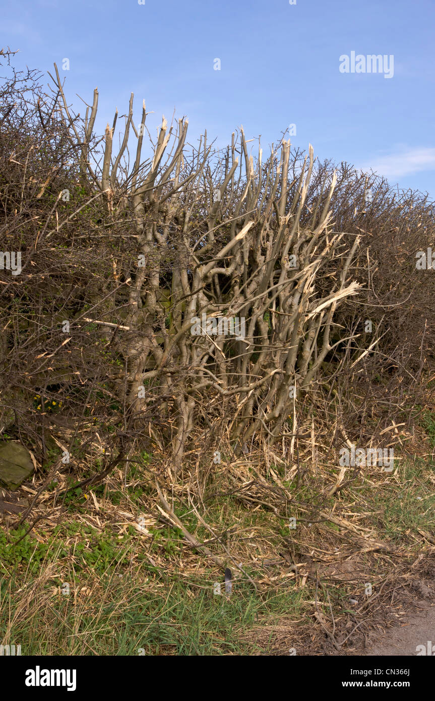 Flail damaged hedge hi-res stock photography and images - Alamy