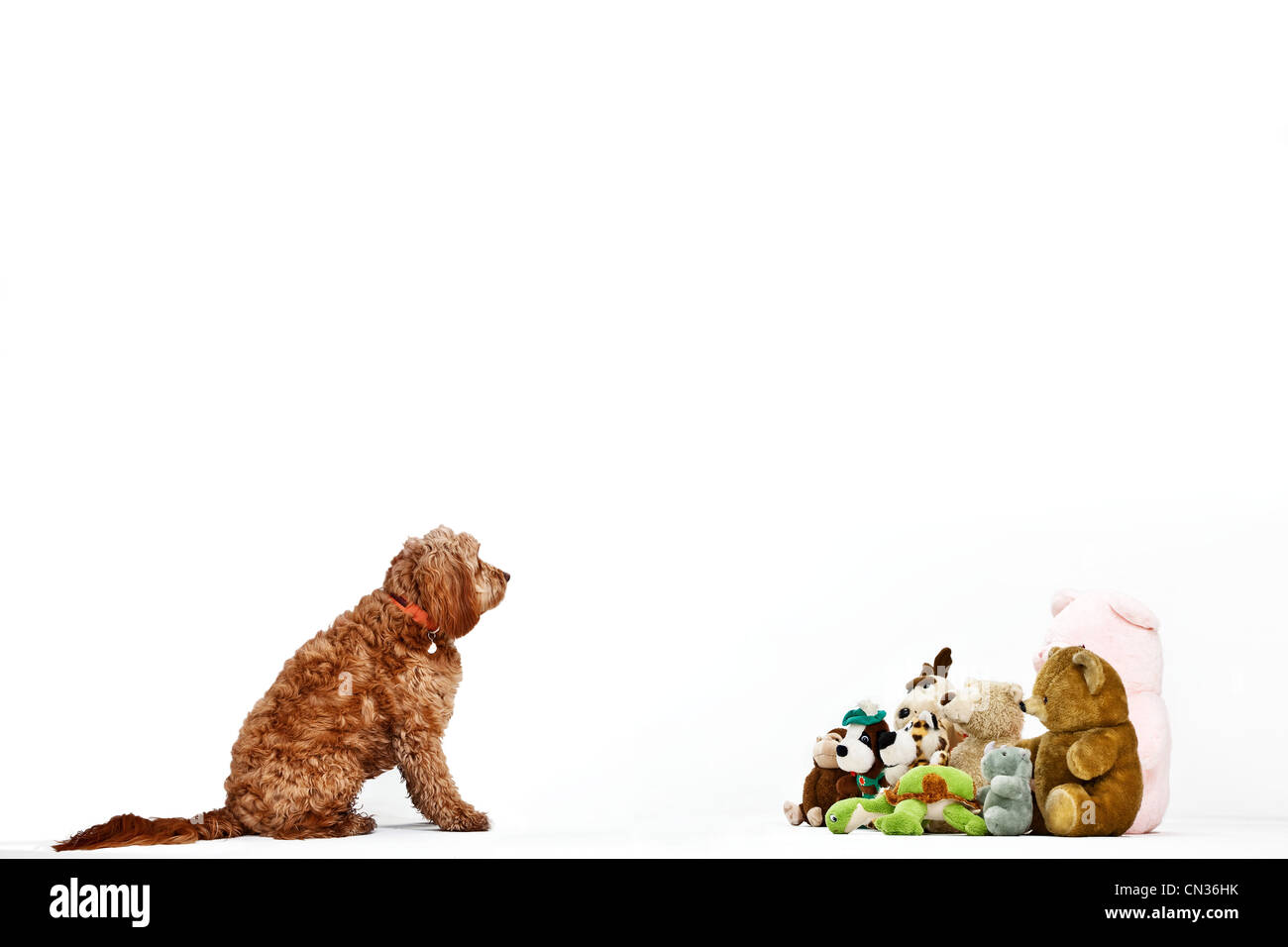 Dog face side Cut Out Stock Images & Pictures - Alamy