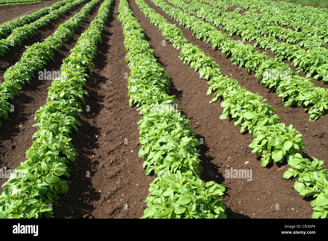 A field of green vegetable crops rows Stock Photo - Alamy