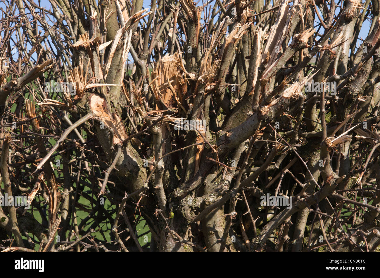Flail damaged hedge hi-res stock photography and images - Alamy