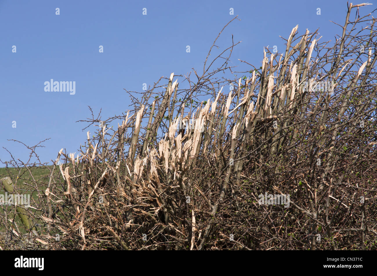 Flail damaged hedge hi-res stock photography and images - Alamy