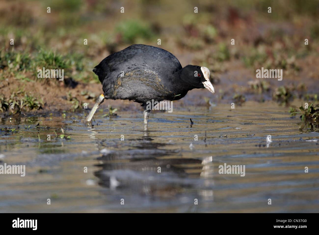 Bald coot hi-res stock photography and images - Alamy