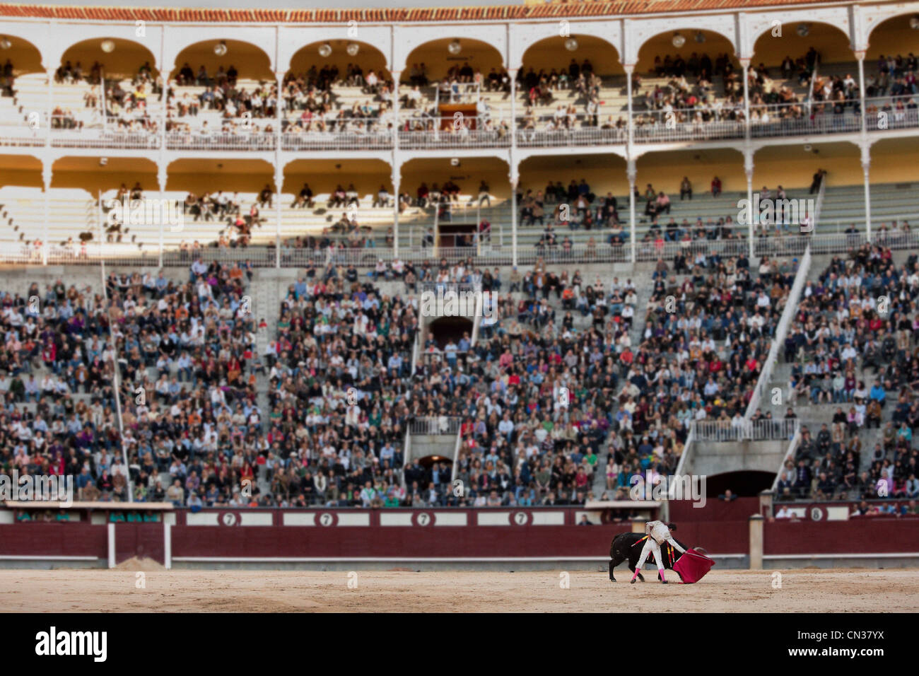 Bullfighter with bull in Las Ventas bullring with audience, Madrid ...