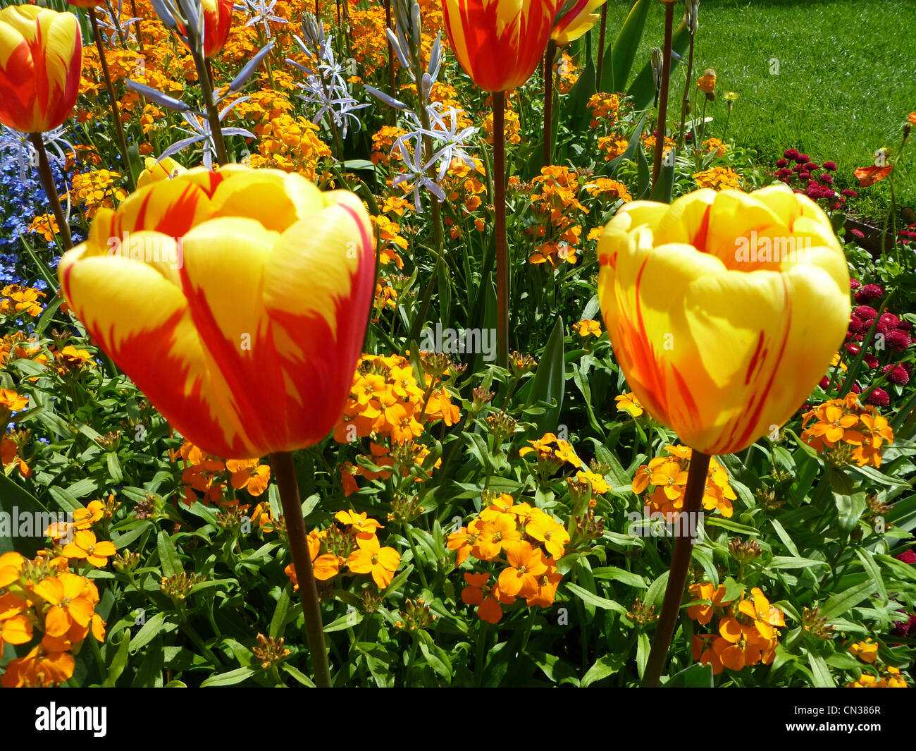Tulips bloom flower show hi-res stock photography and images - Alamy