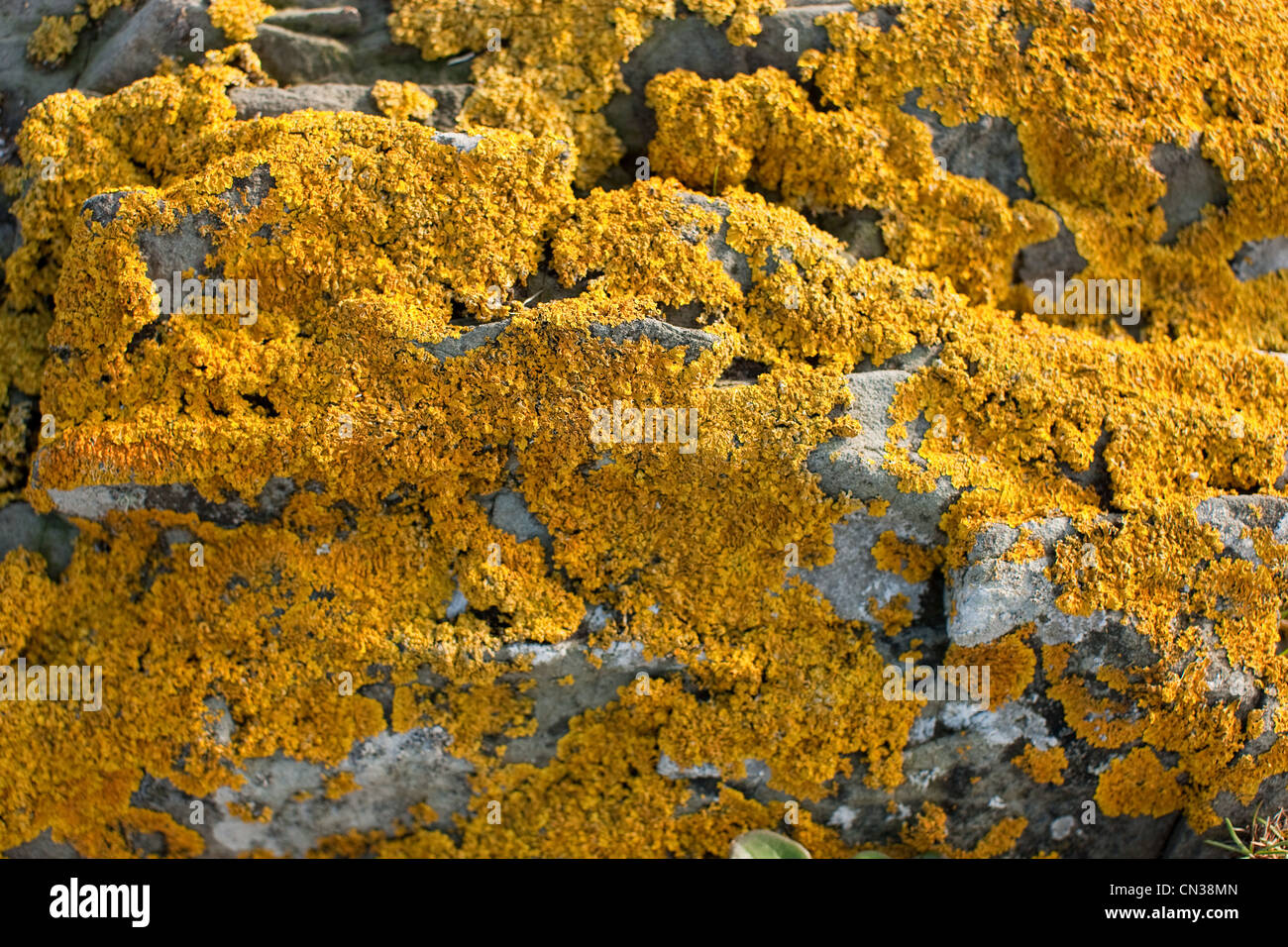 Yellow lichen on stone Stock Photo - Alamy