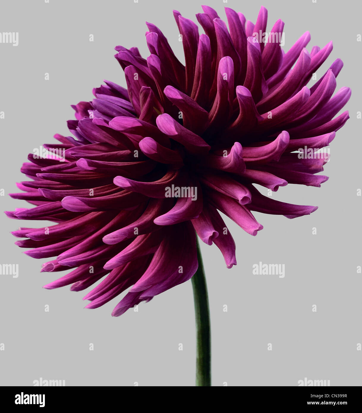 Purple dahlia hi-res stock photography and images - Alamy