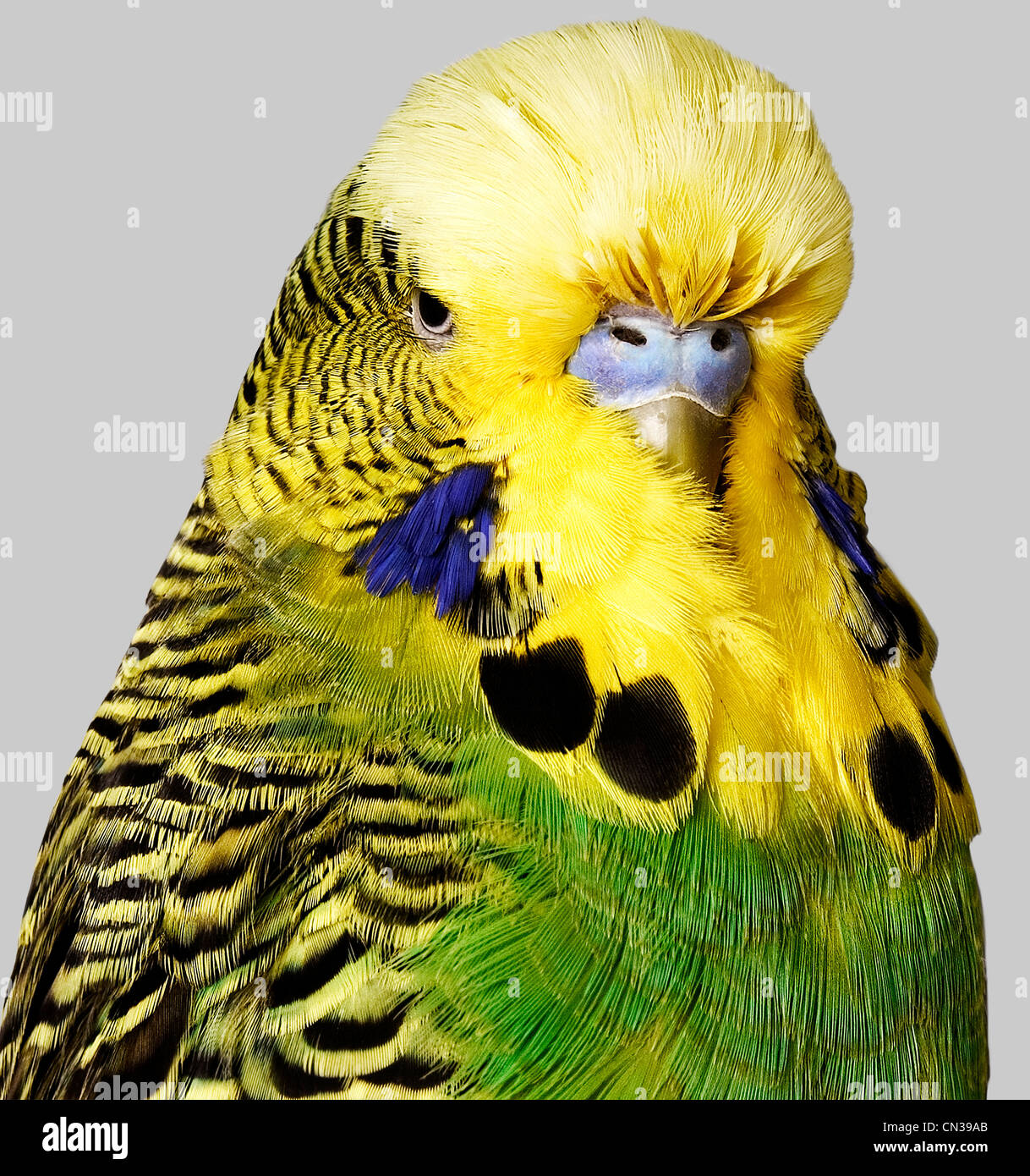Parakeet Budgie Yellow