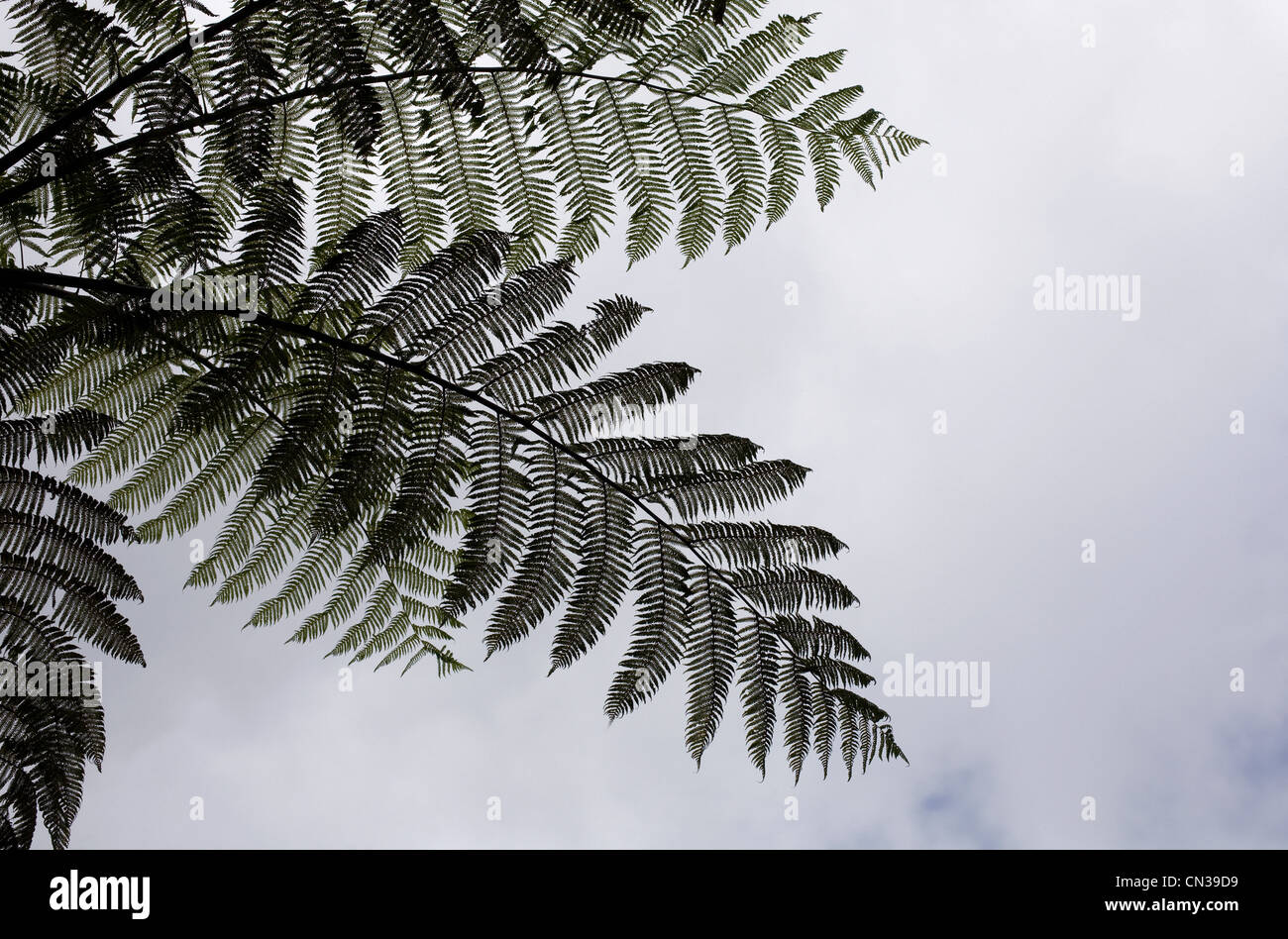 Southeast asia ferns hi-res stock photography and images - Alamy