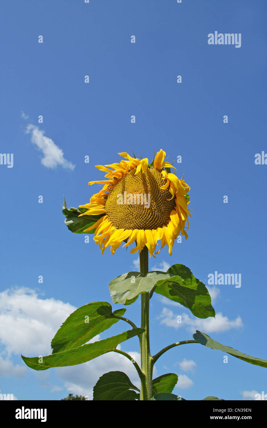 Sunflower on light blue background wallpaper hi-res stock photography ...