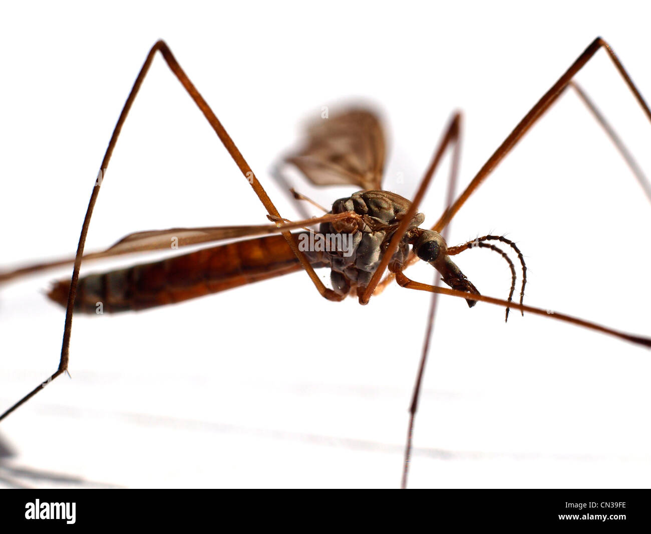 Black isolated mosquito hi-res stock photography and images - Alamy