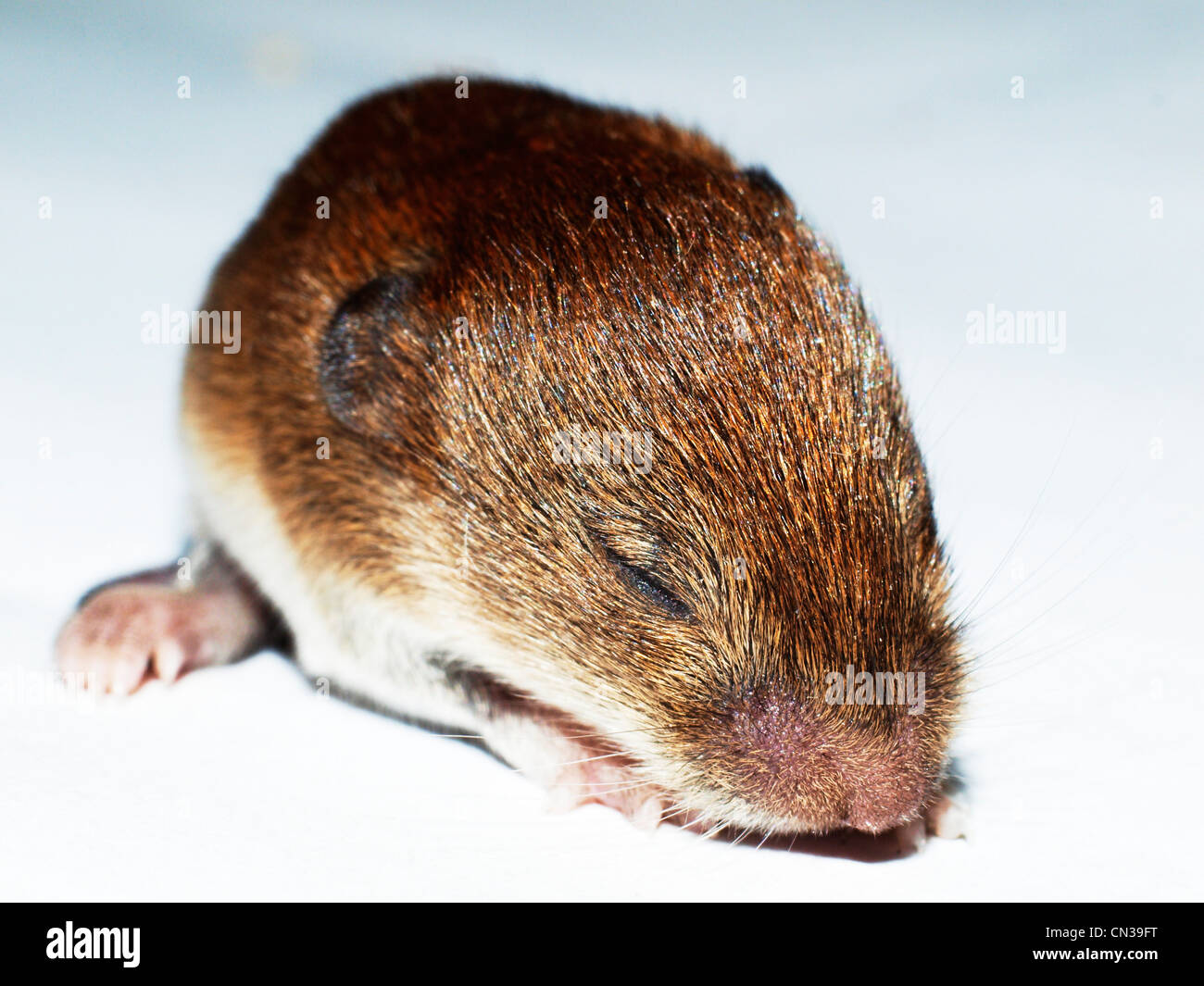 Cute white little rat hi-res stock photography and images - Alamy