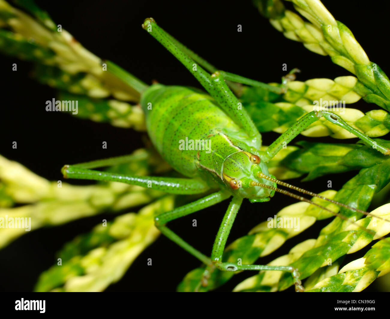 Locust face hi-res stock photography and images - Alamy