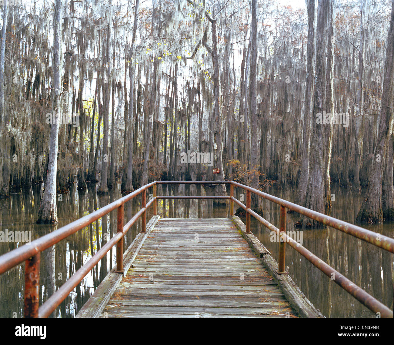 In The Swamp High Resolution Stock Photography and Images - Alamy