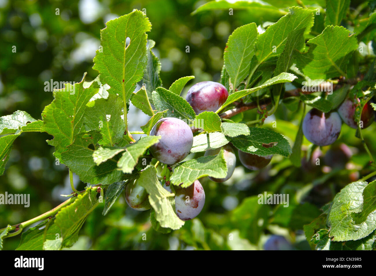 Prunus domestica stanley hi-res stock photography and images - Alamy
