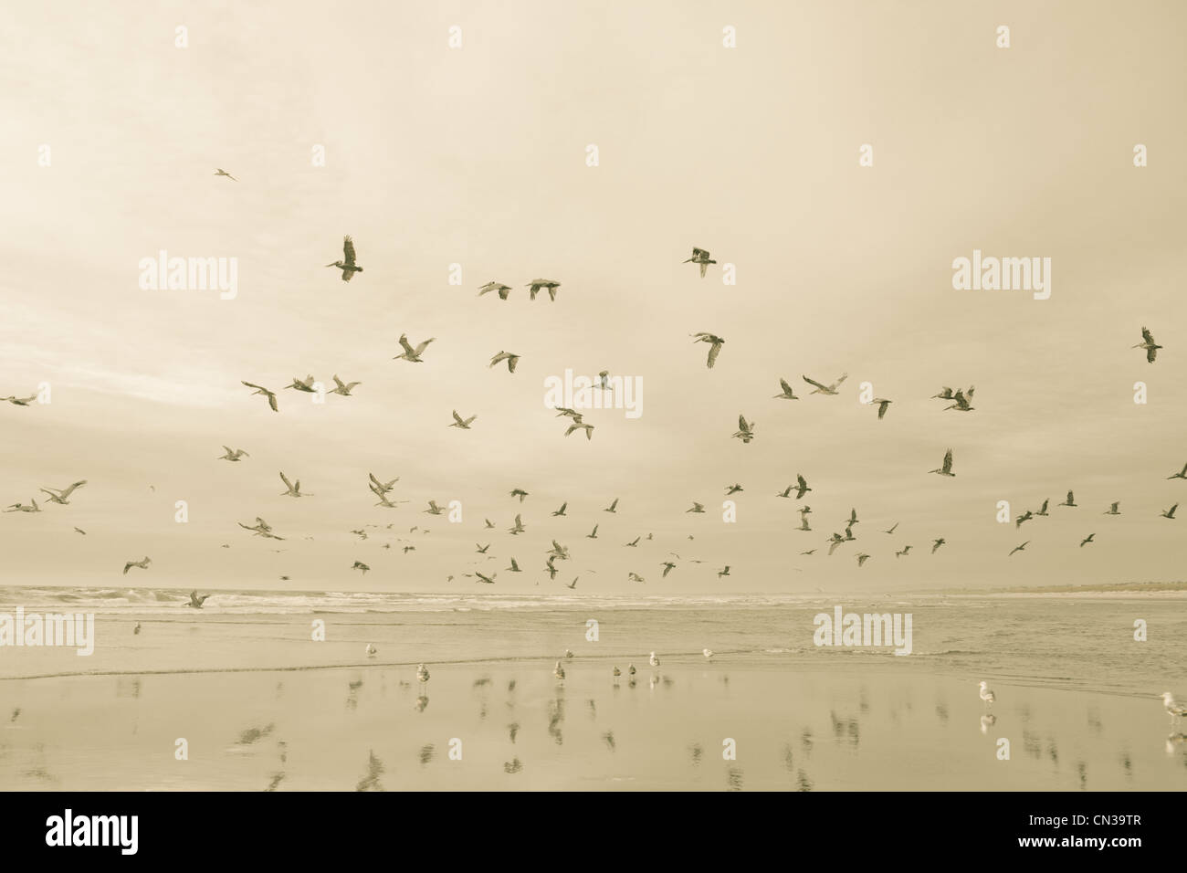 Birds flying to the ocean hi-res stock photography and images - Alamy