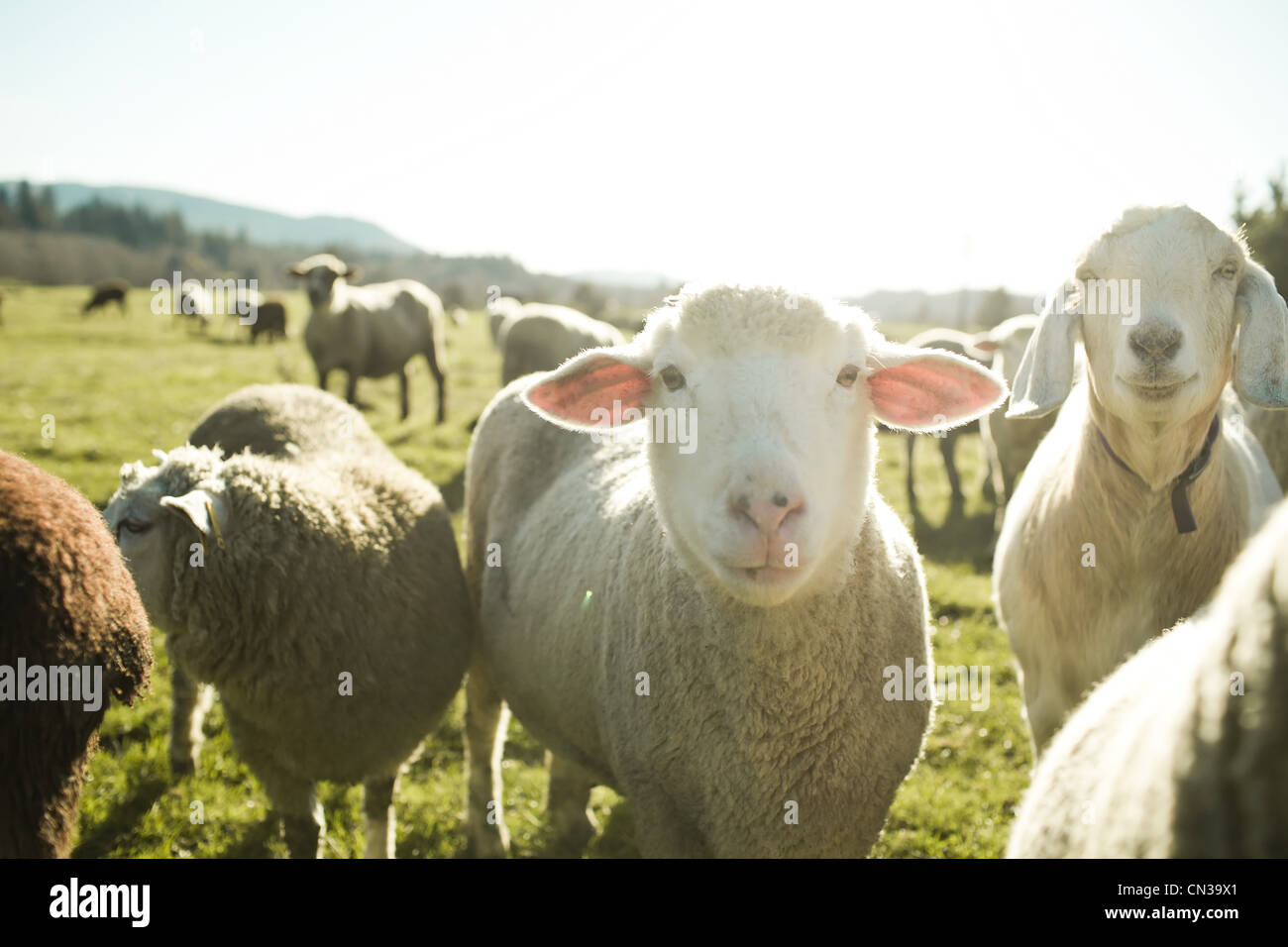 Sheep_farm High Resolution Stock Photography and Images - Alamy