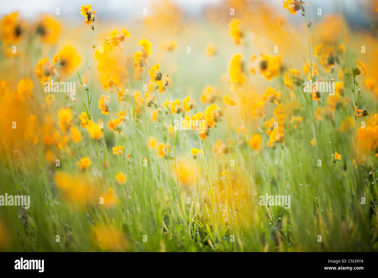 Yellow flowers field in yellowstone hi-res stock photography and images ...