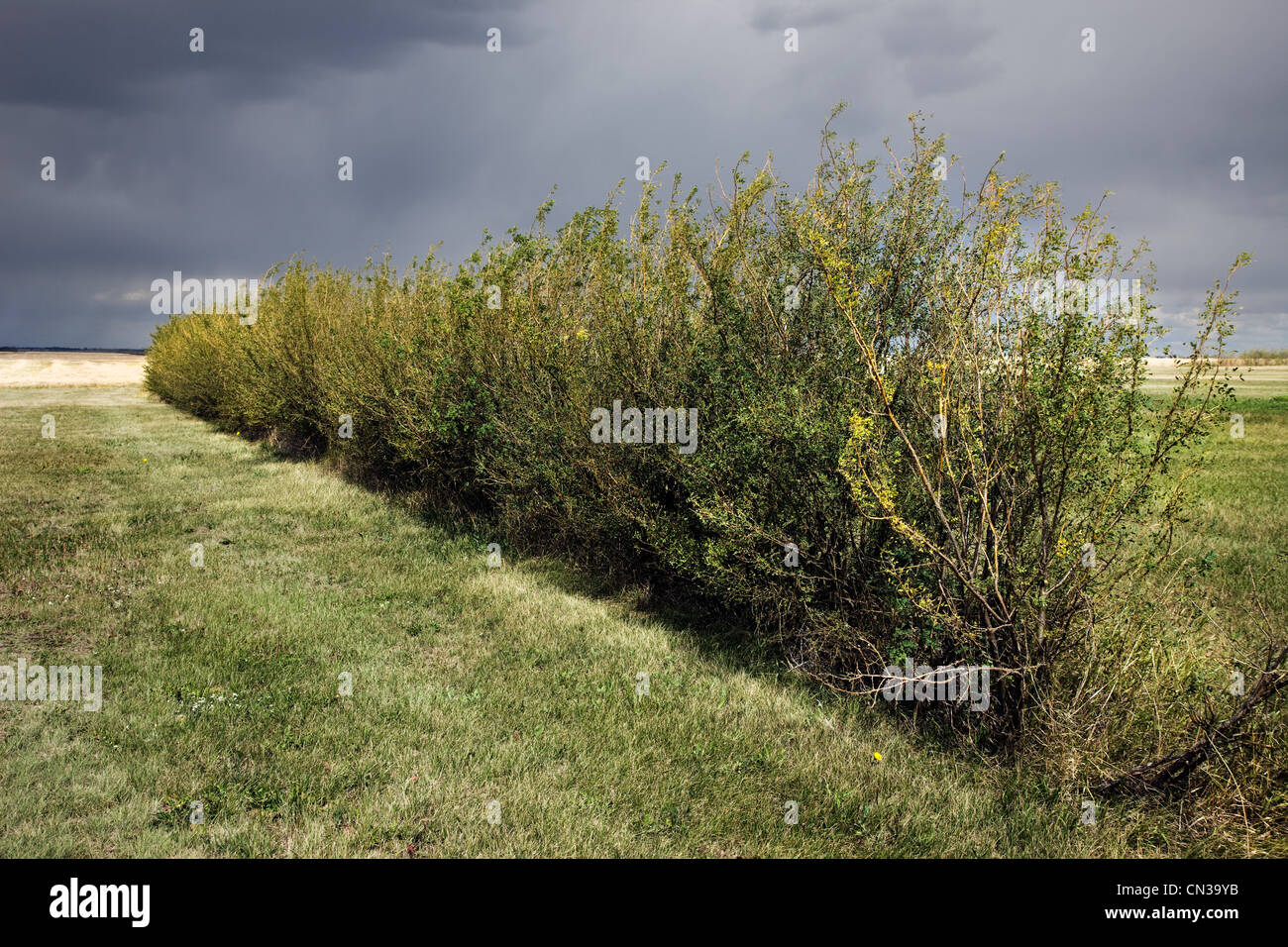 Green hedge in field Stock Photo - Alamy