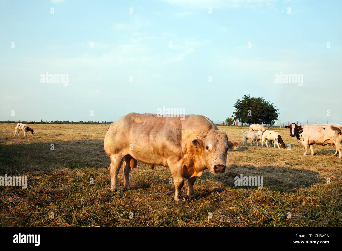 Bull in pasture Stock Photo - Alamy