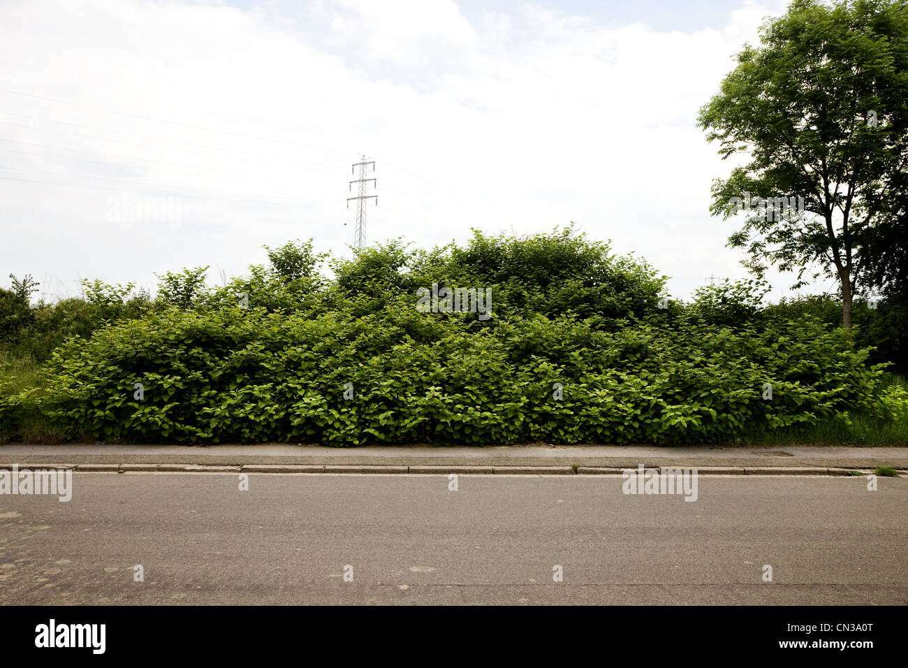 Hedge and road Stock Photo - Alamy