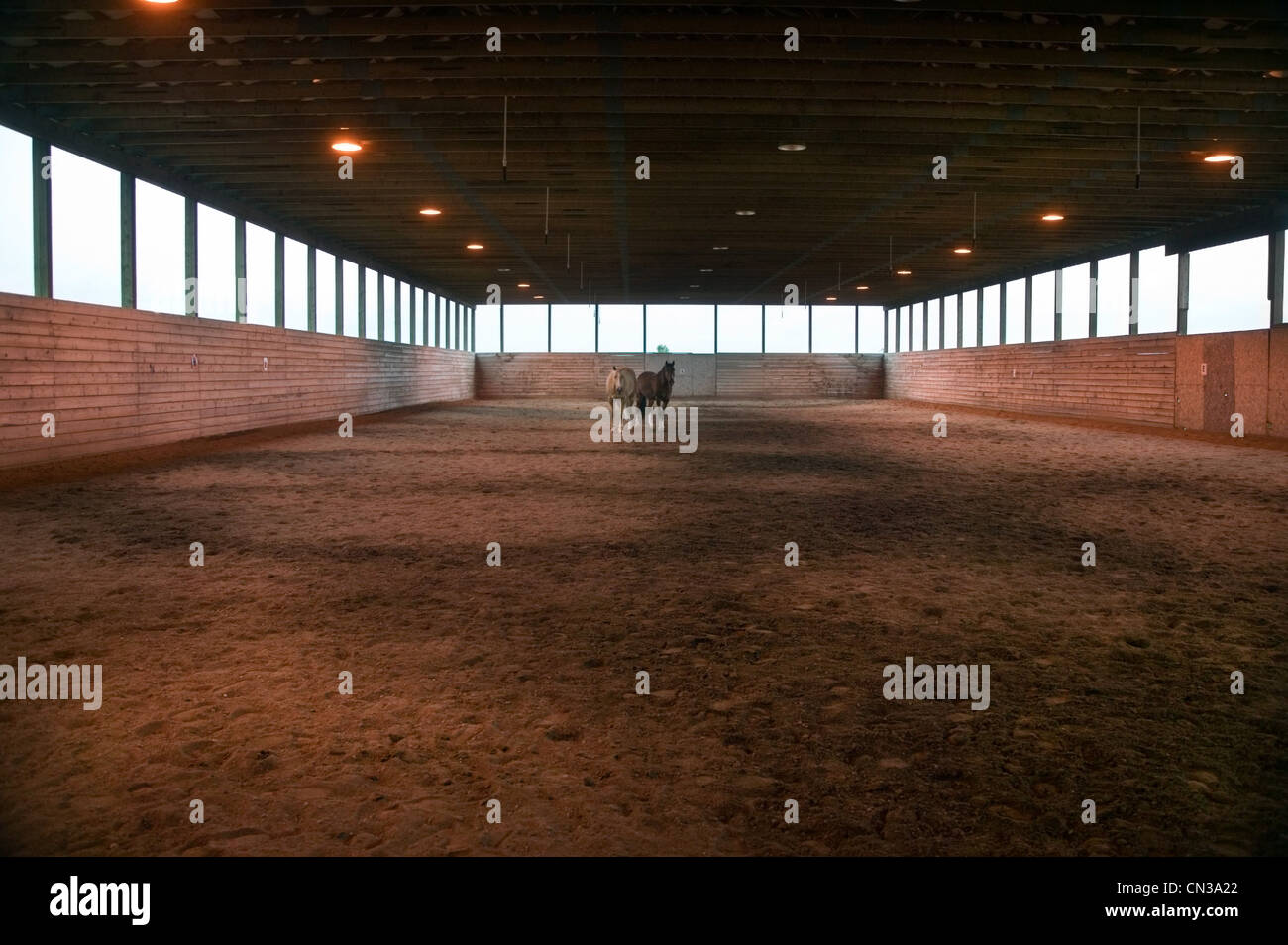 Horses in arena Stock Photo - Alamy