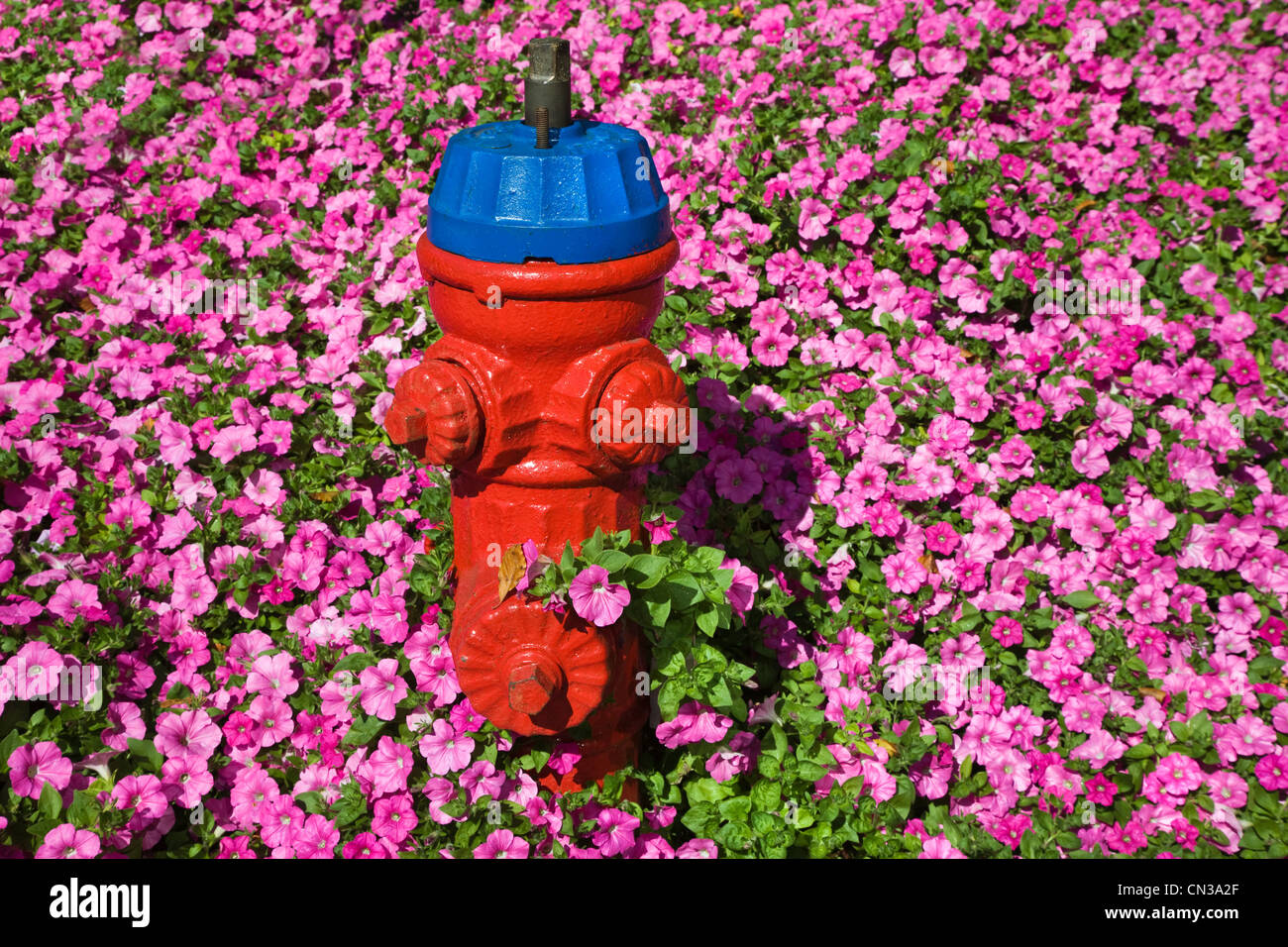 Fire hydrant and pink flowers Stock Photo - Alamy