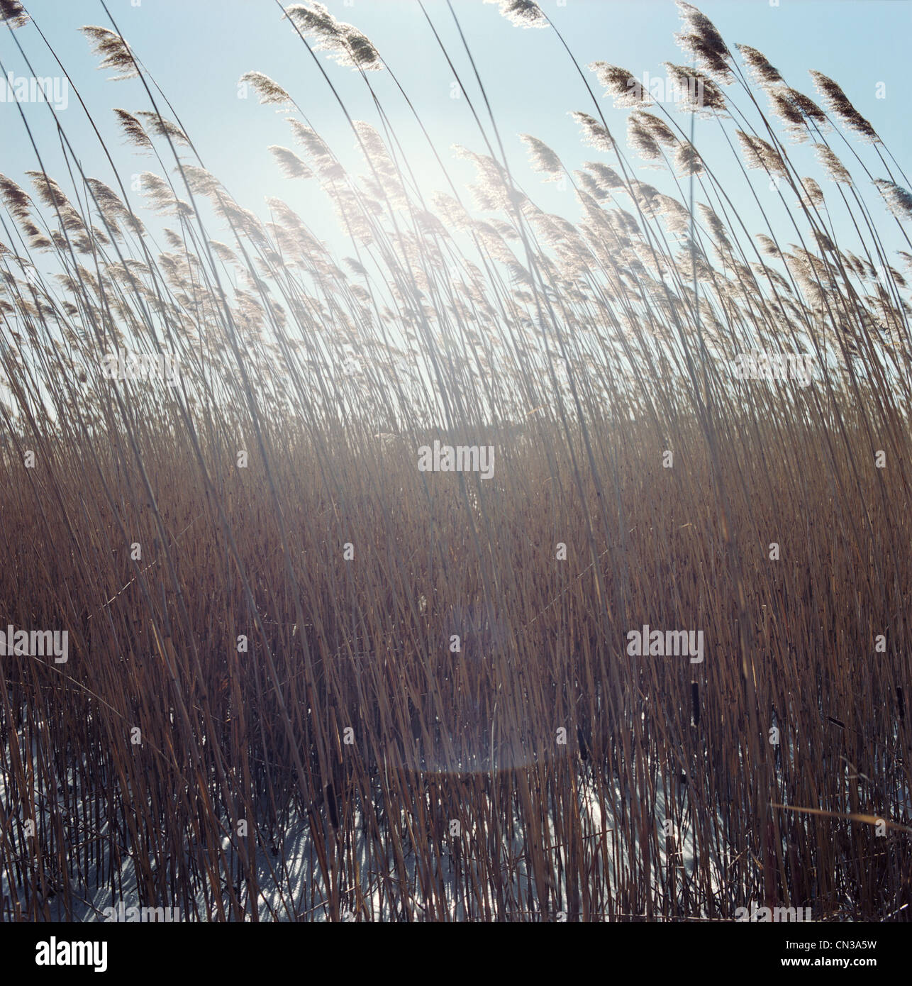 Grass blowing in wind Stock Photo - Alamy