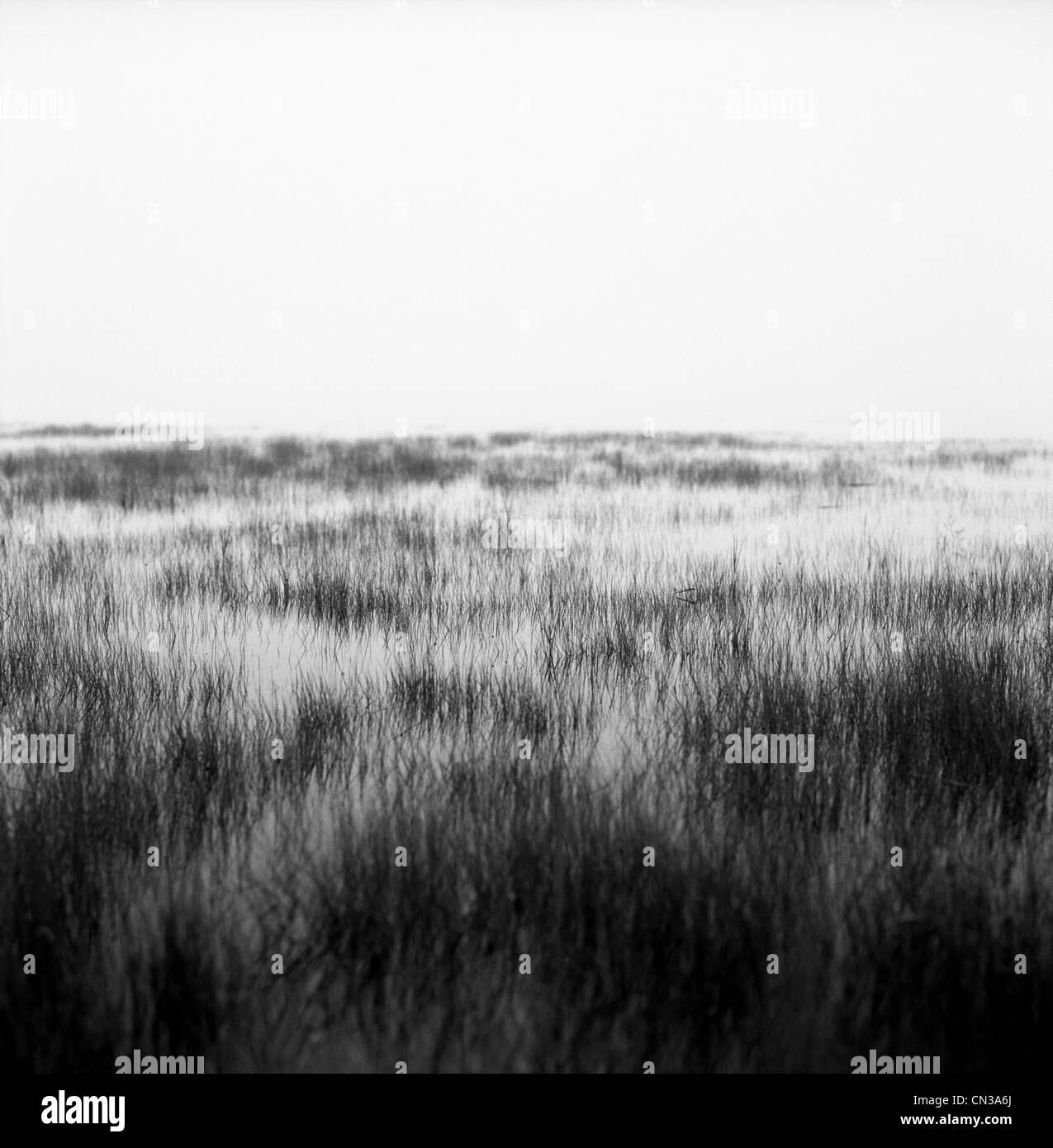 Marsh at high tide Stock Photo - Alamy