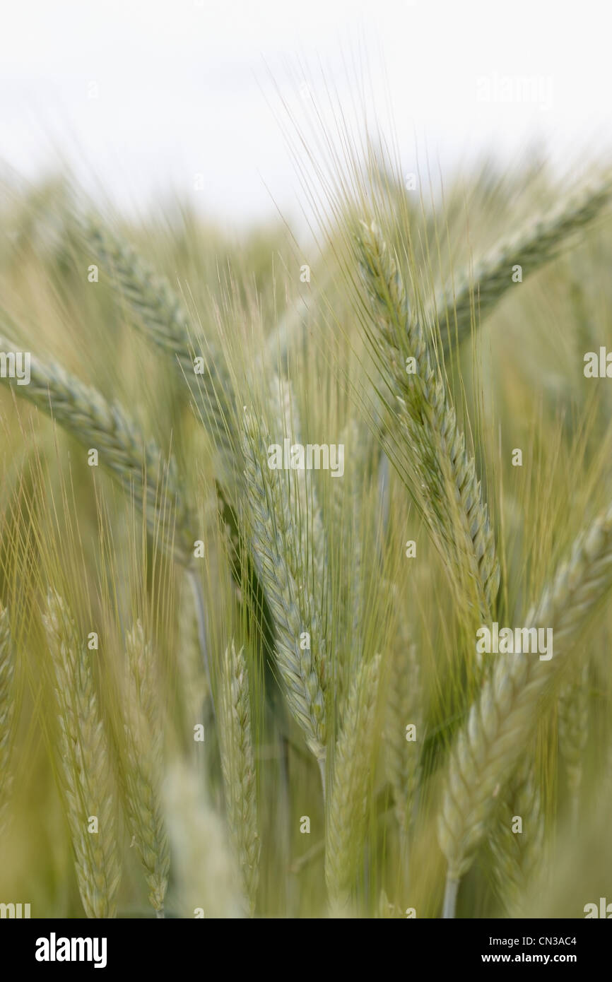Wheat visual hi-res stock photography and images - Alamy