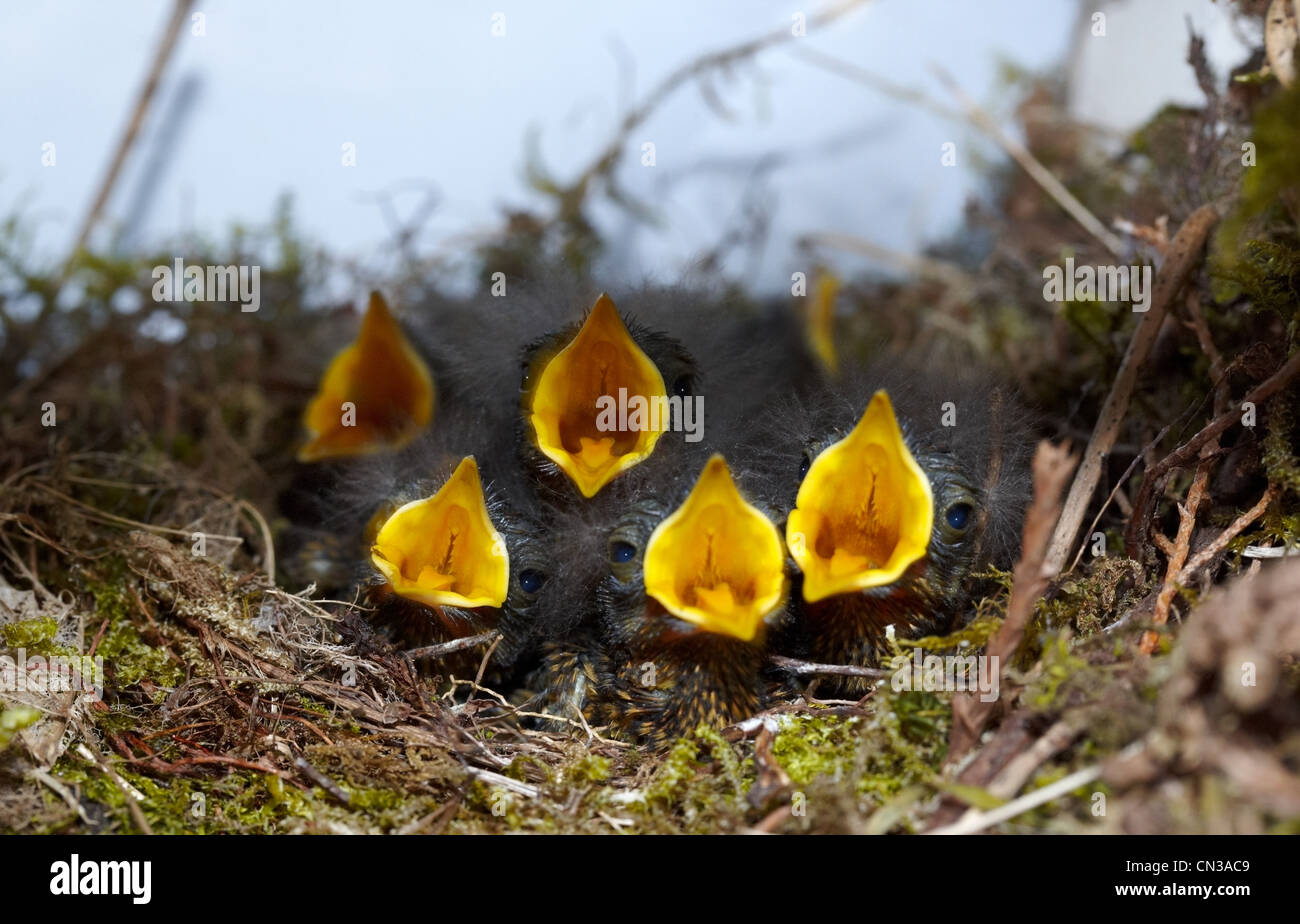Five robin chicks in nest hi-res stock photography and images - Alamy