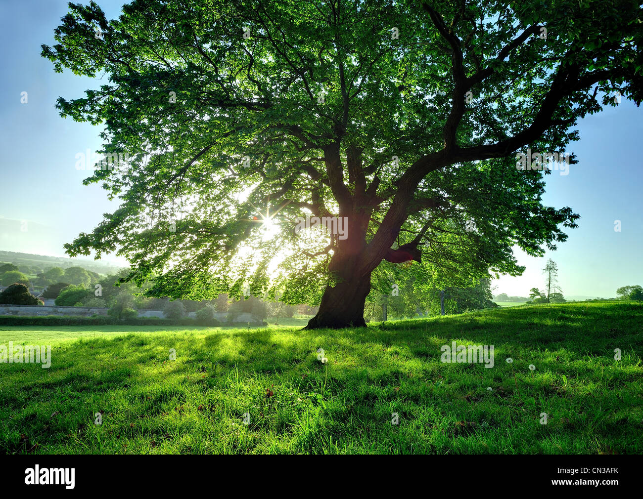 Tree in bright sunlight Stock Photo - Alamy