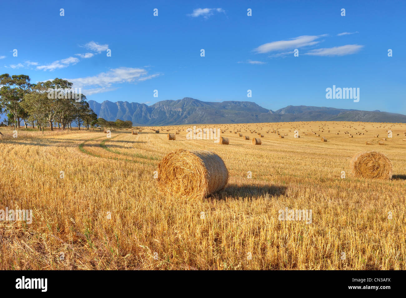 Hay bales in field Stock Photo - Alamy